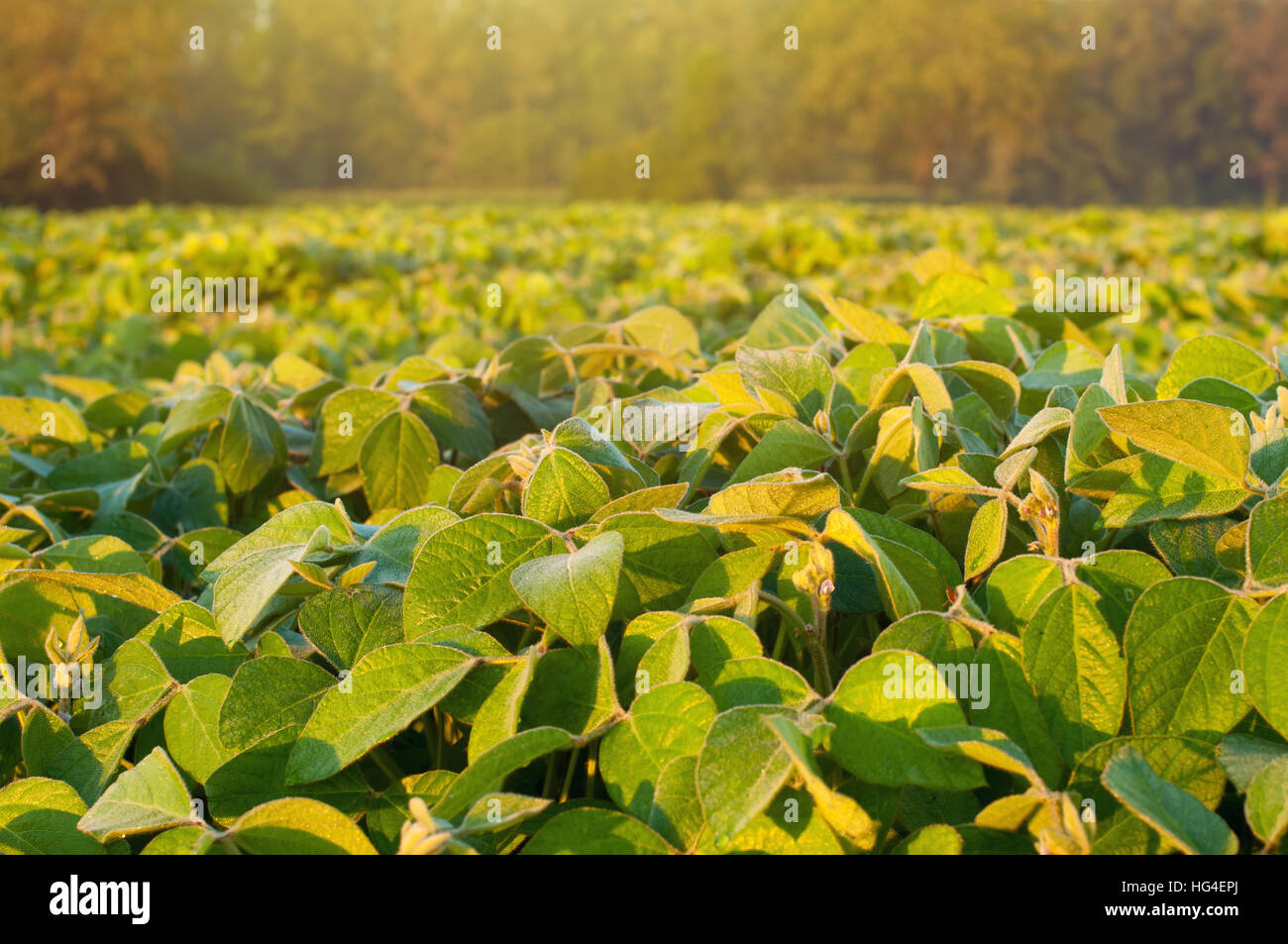 Soybean field hi-res stock photography and images - Alamy