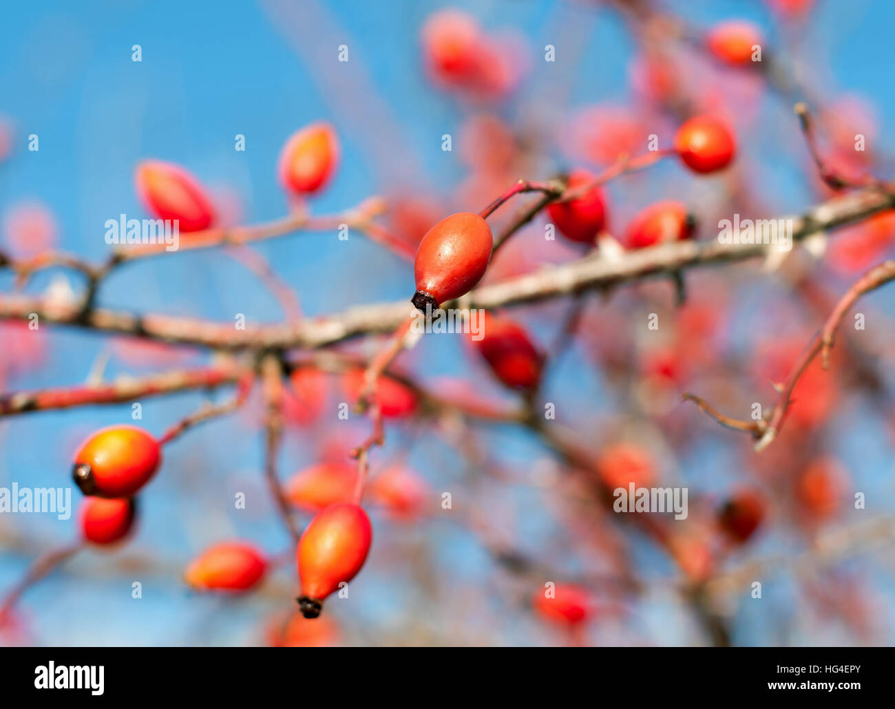 Close up of red rose hips fruit Stock Photo - Alamy