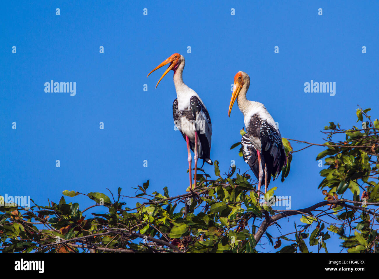 Painted stork in Arugam bay lagoon, Sri Lanka ; specie Mycteria ...