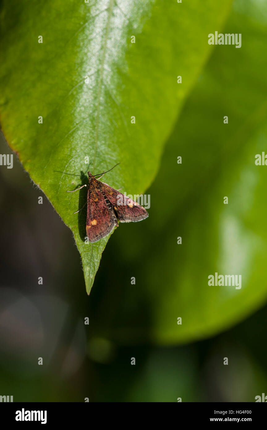 Daytime moths hi-res stock photography and images - Alamy