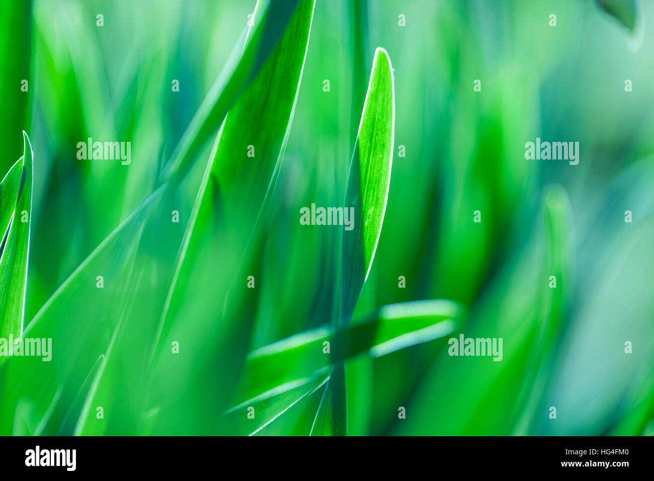 Beautiful green grass close hi-res stock photography and images - Alamy