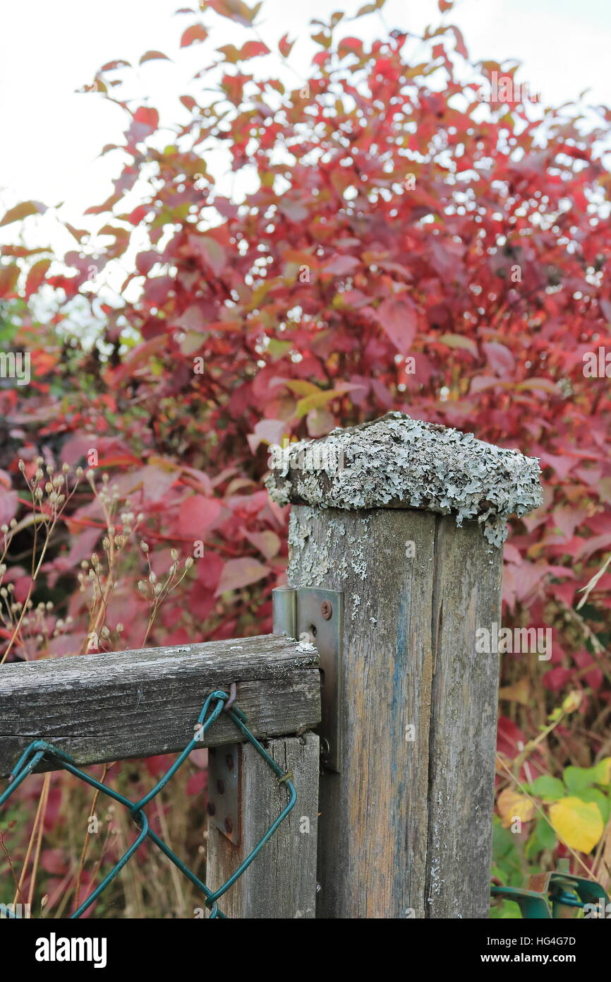 Gate with plants hi-res stock photography and images - Alamy