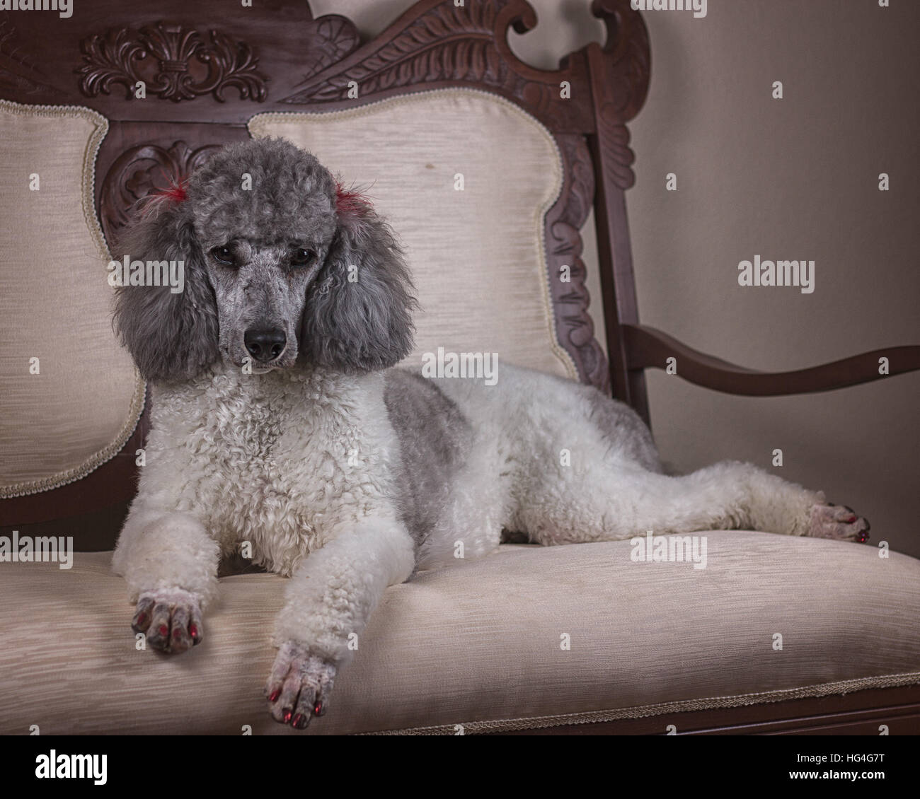 standard poodle dog breed Stock Photo - Alamy