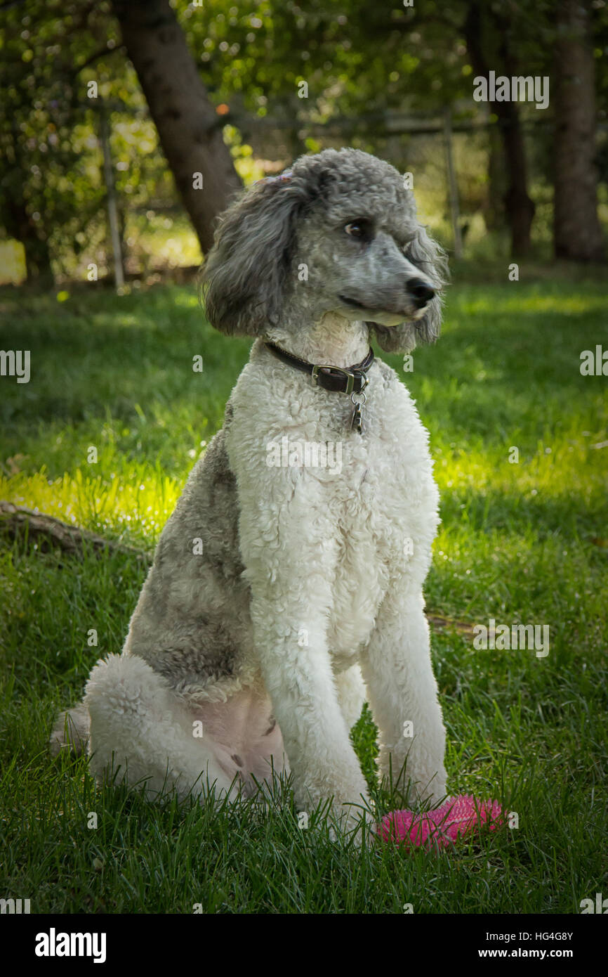 standard poodle dog breed Stock Photo - Alamy