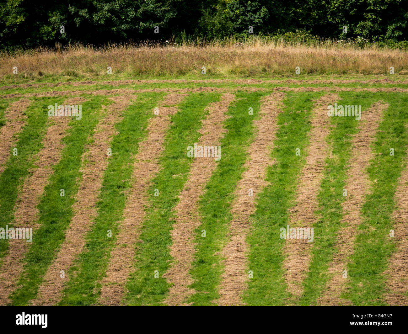 Grass for drying hi-res stock photography and images - Alamy