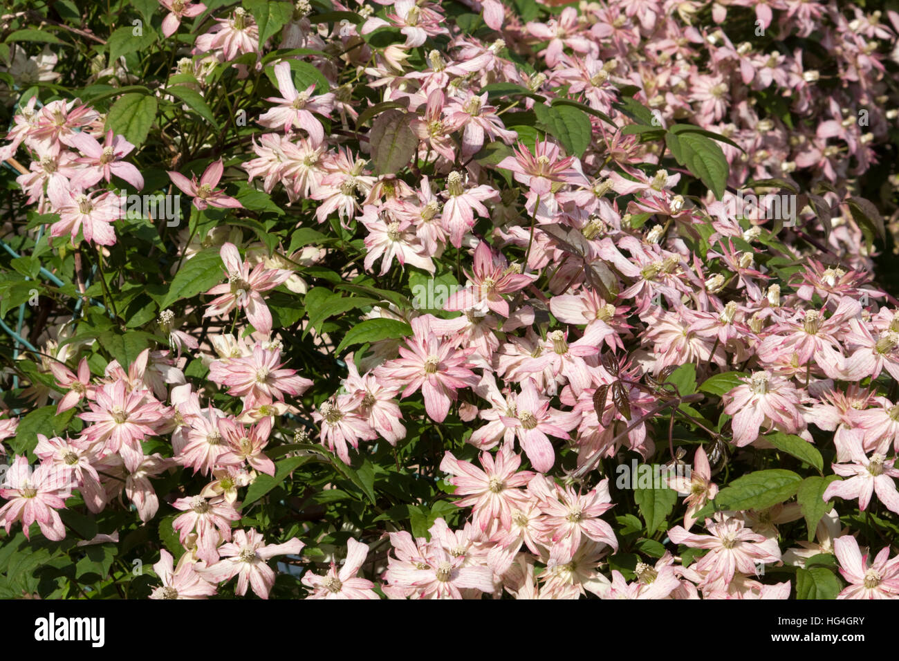 Pink Clematis Marjorie (montana) Flowers Stock Photo - Alamy