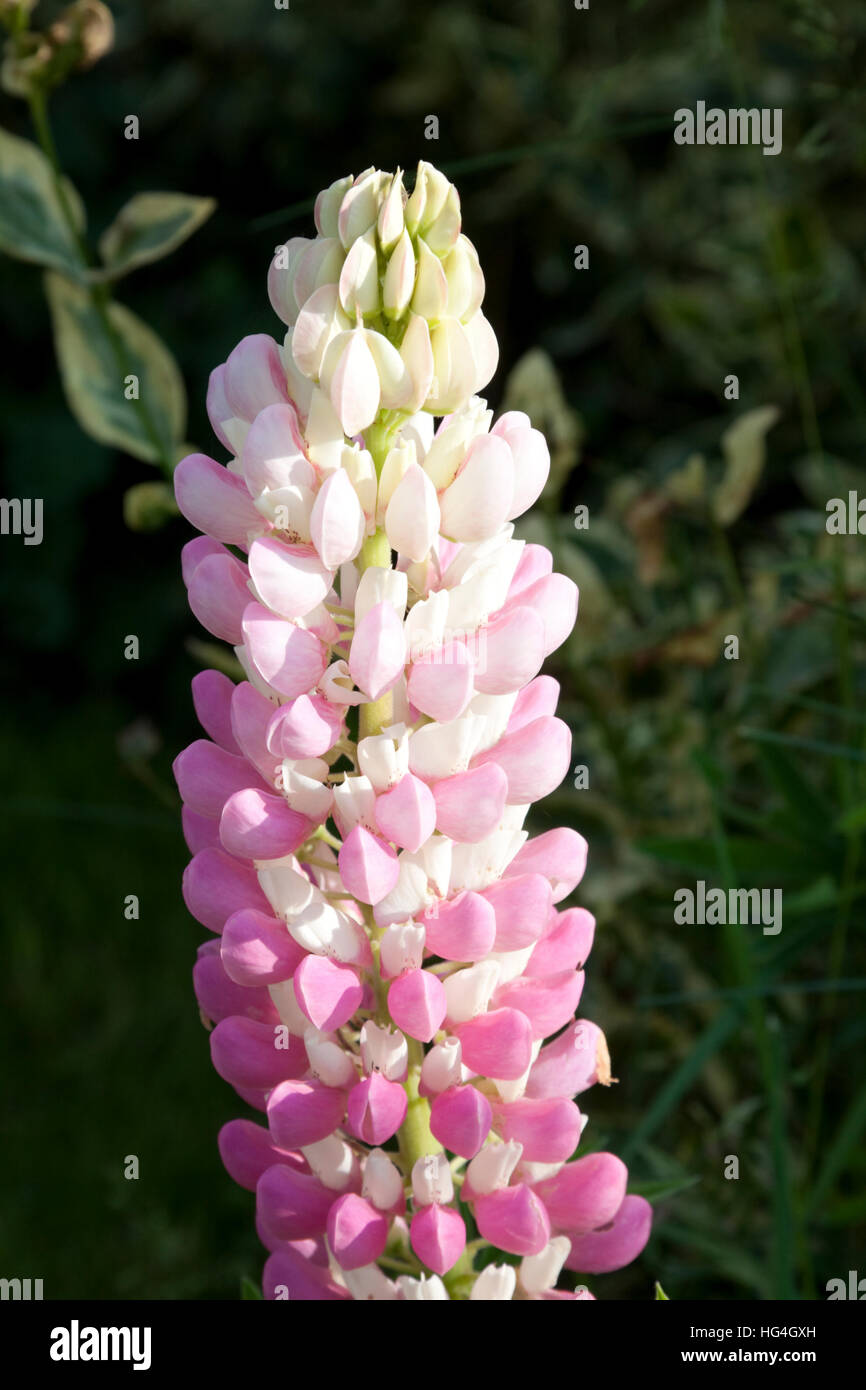 Lupin Flower (lupinus Stock Photo - Alamy