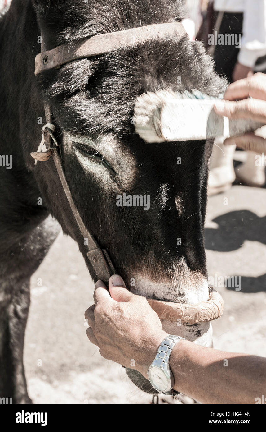 Man with donkey hi-res stock photography and images - Alamy