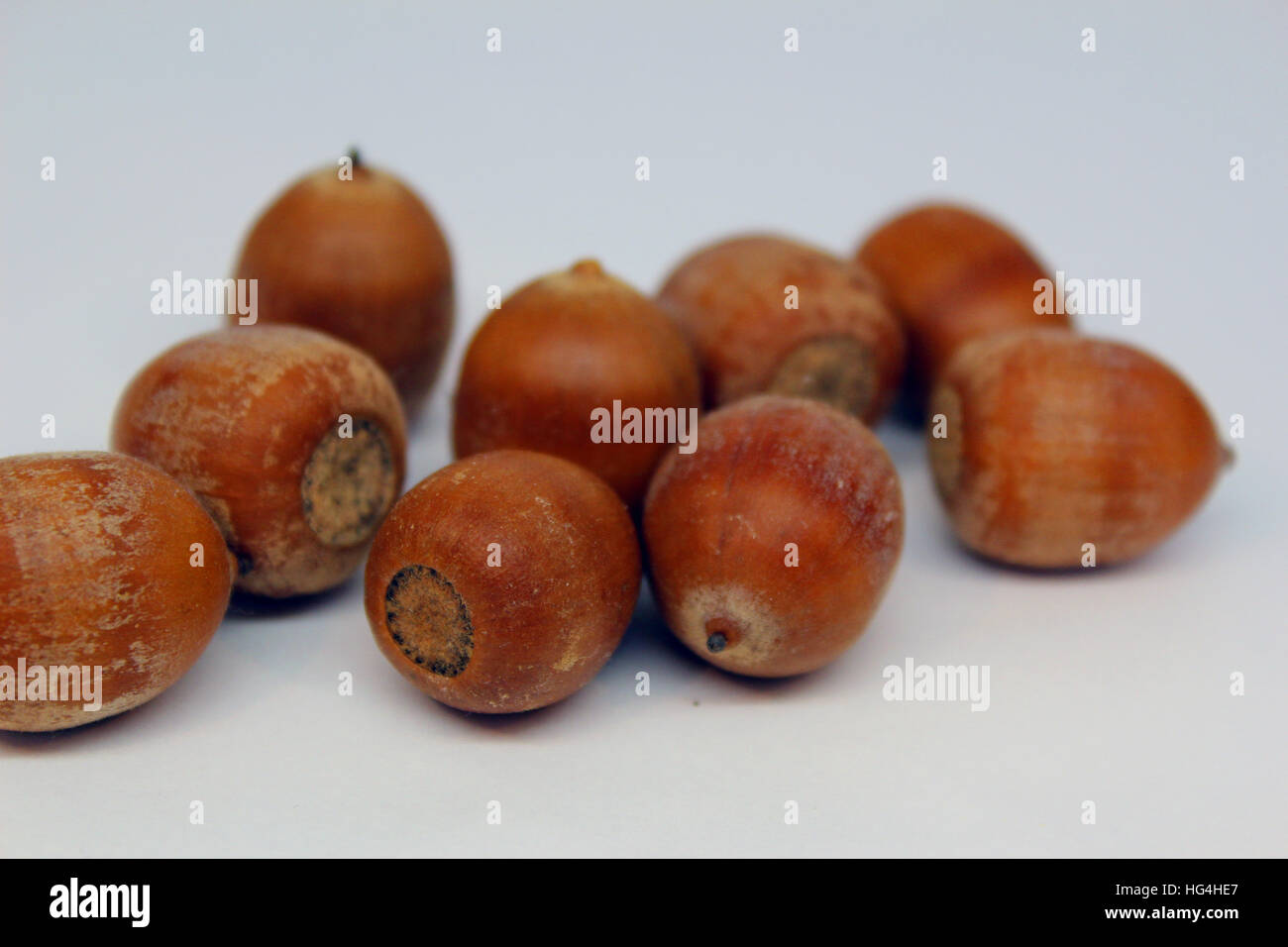 Acorns on a white background Stock Photo - Alamy