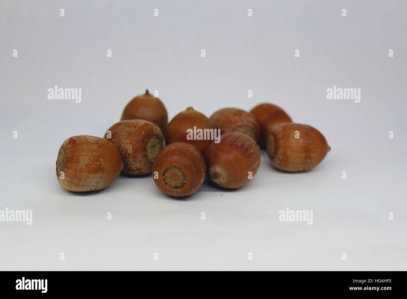 Two acorns on white hi-res stock photography and images - Alamy