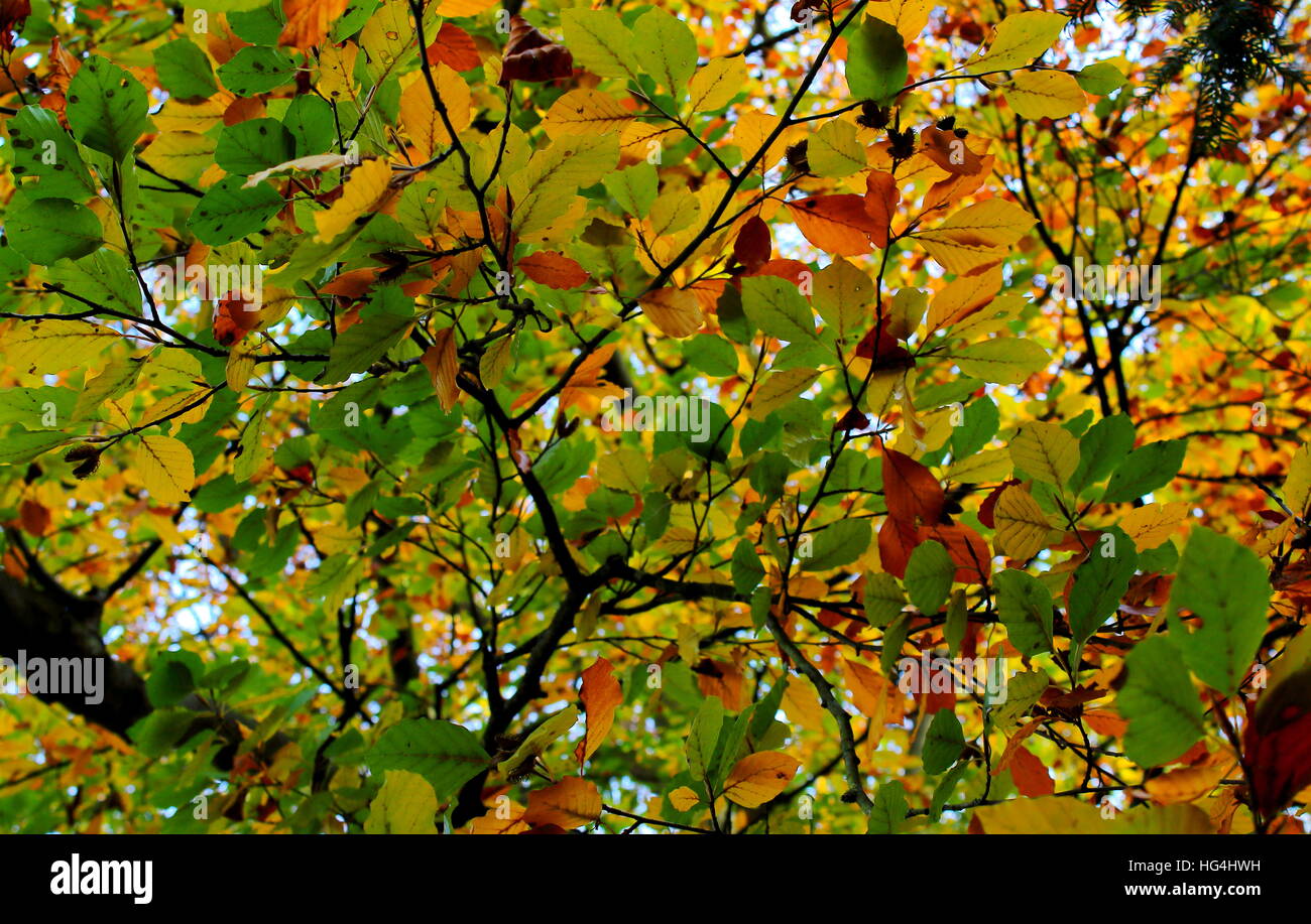Colorful leaves on a tree at summers end Stock Photo - Alamy
