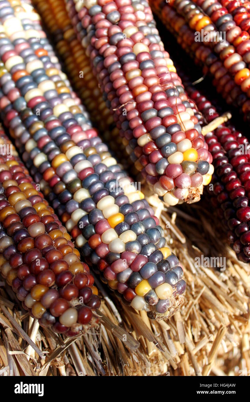multicolor corn cob Stock Photo - Alamy