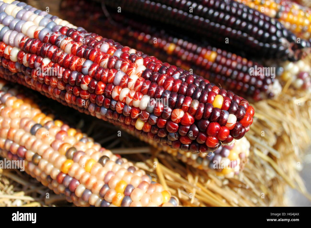 corn on the cob fall decor Stock Photo - Alamy