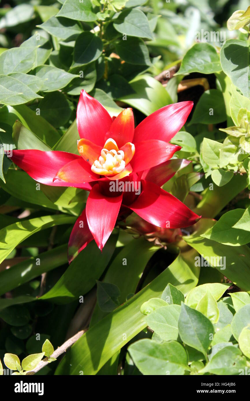 single red fllower Stock Photo - Alamy