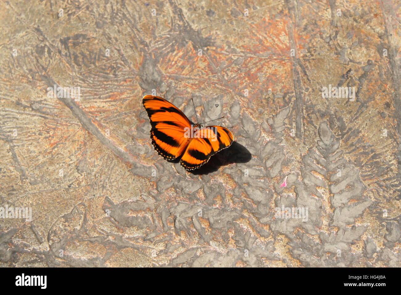Single orange butterfly hi-res stock photography and images - Alamy