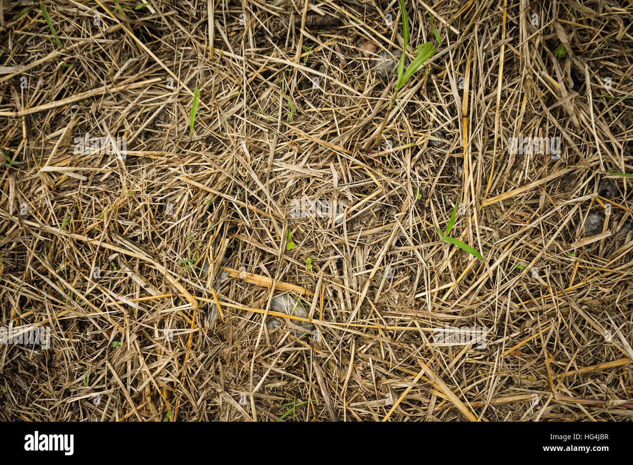 Rice haulm hi-res stock photography and images - Alamy