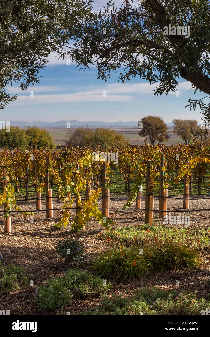 Rams gate vineyards hi-res stock photography and images - Alamy