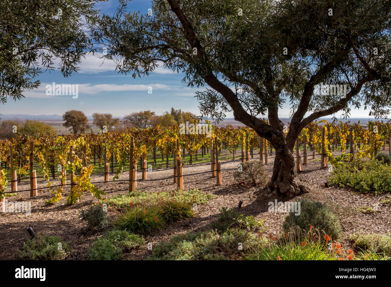 Rams gate vineyards hi-res stock photography and images - Alamy