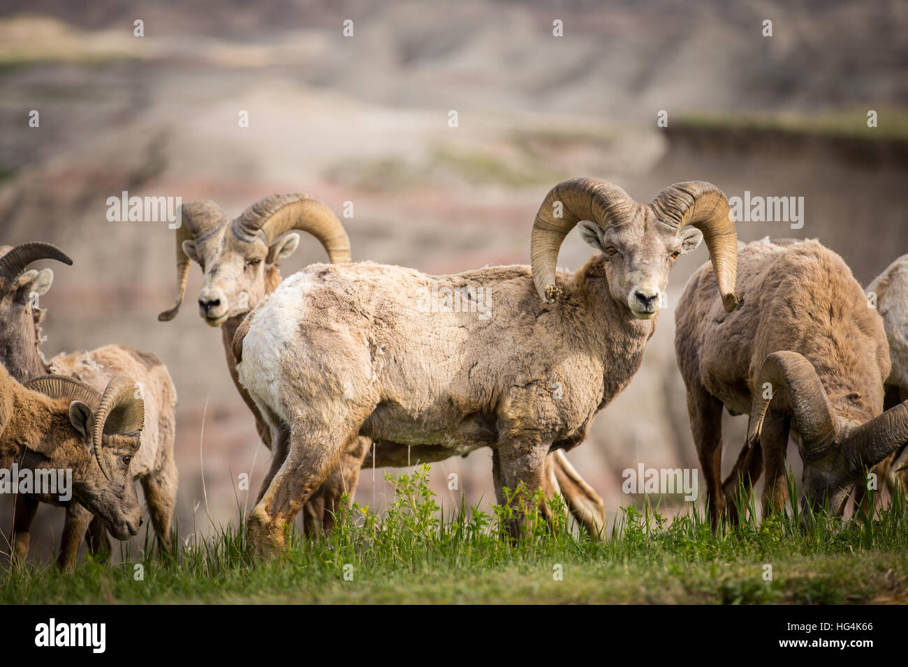 Big horn sheep graze on a cliff face in Badlands National Park Stock ...