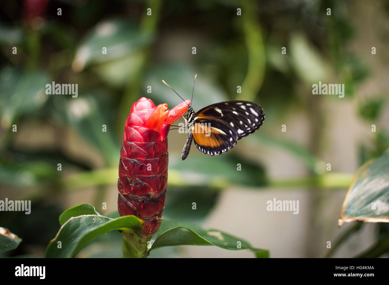 Butterfly landing on flower hi-res stock photography and images - Alamy