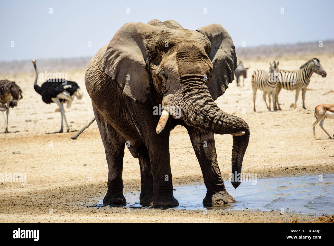 Elephant resting hi-res stock photography and images - Alamy