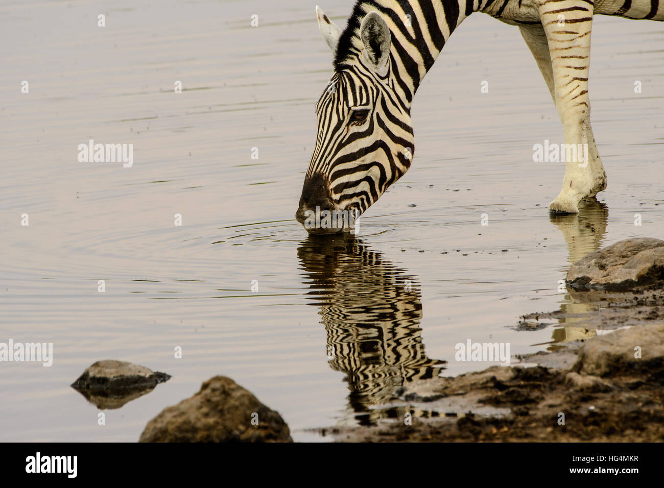 Close up of the face of a zebra and its reflection in the waters of the ...
