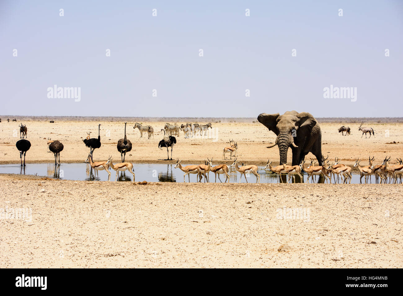 Etosha Waterhole High Resolution Stock Photography and Images - Alamy