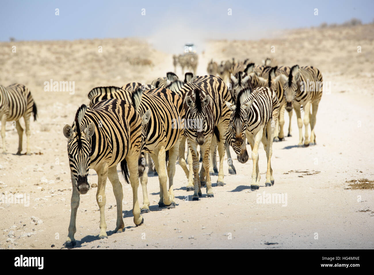 Herd of Zebra approaching Stock Photo - Alamy