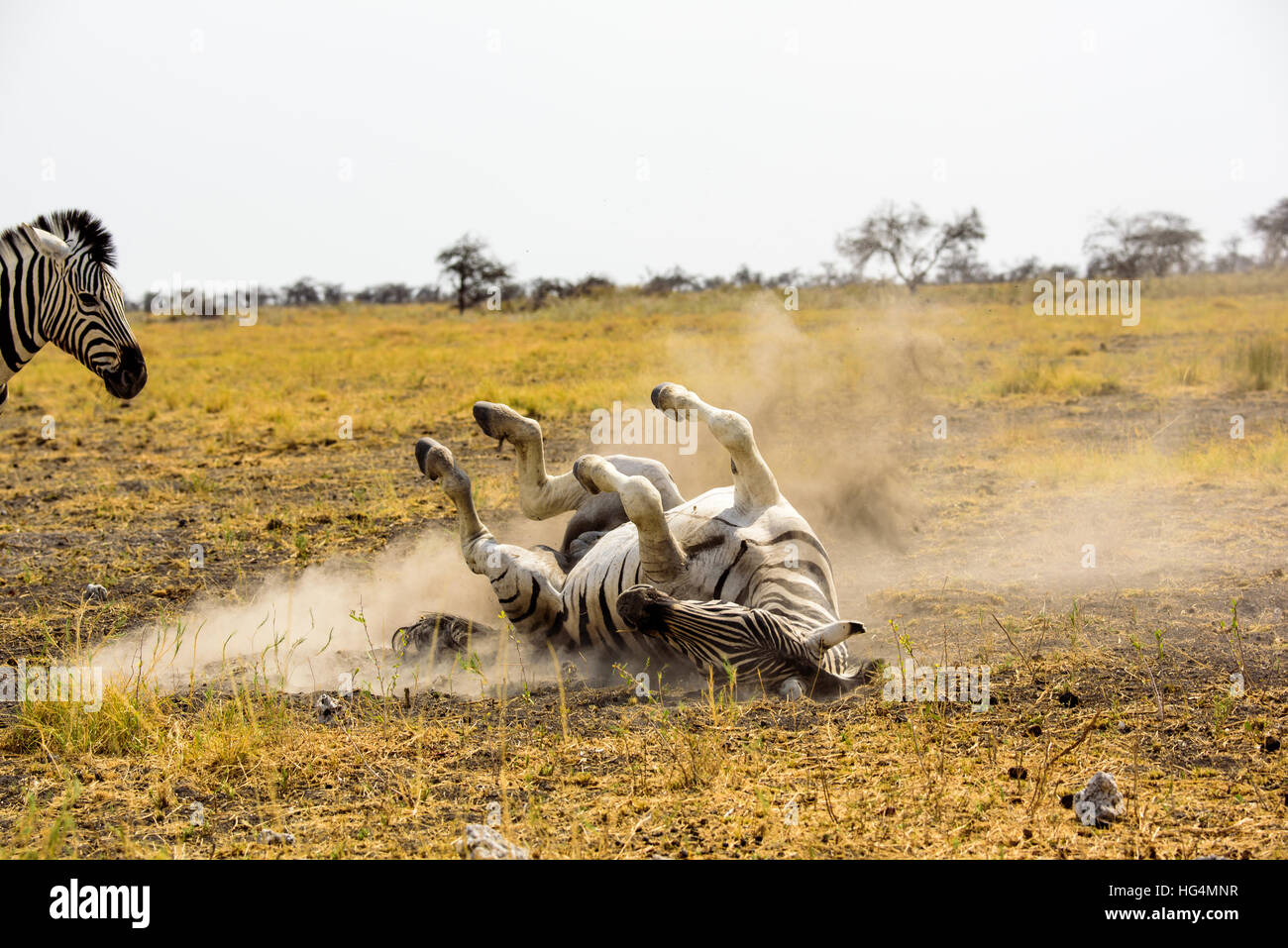 Dust rolling hi-res stock photography and images - Alamy