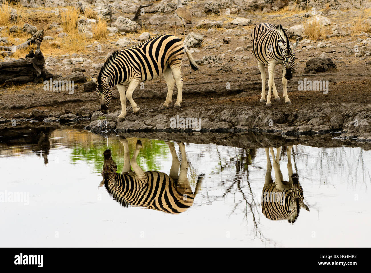 Zebra and their reflections at the waterhole Stock Photo - Alamy