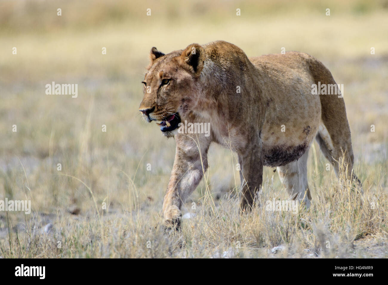 Big lioness hi-res stock photography and images - Alamy