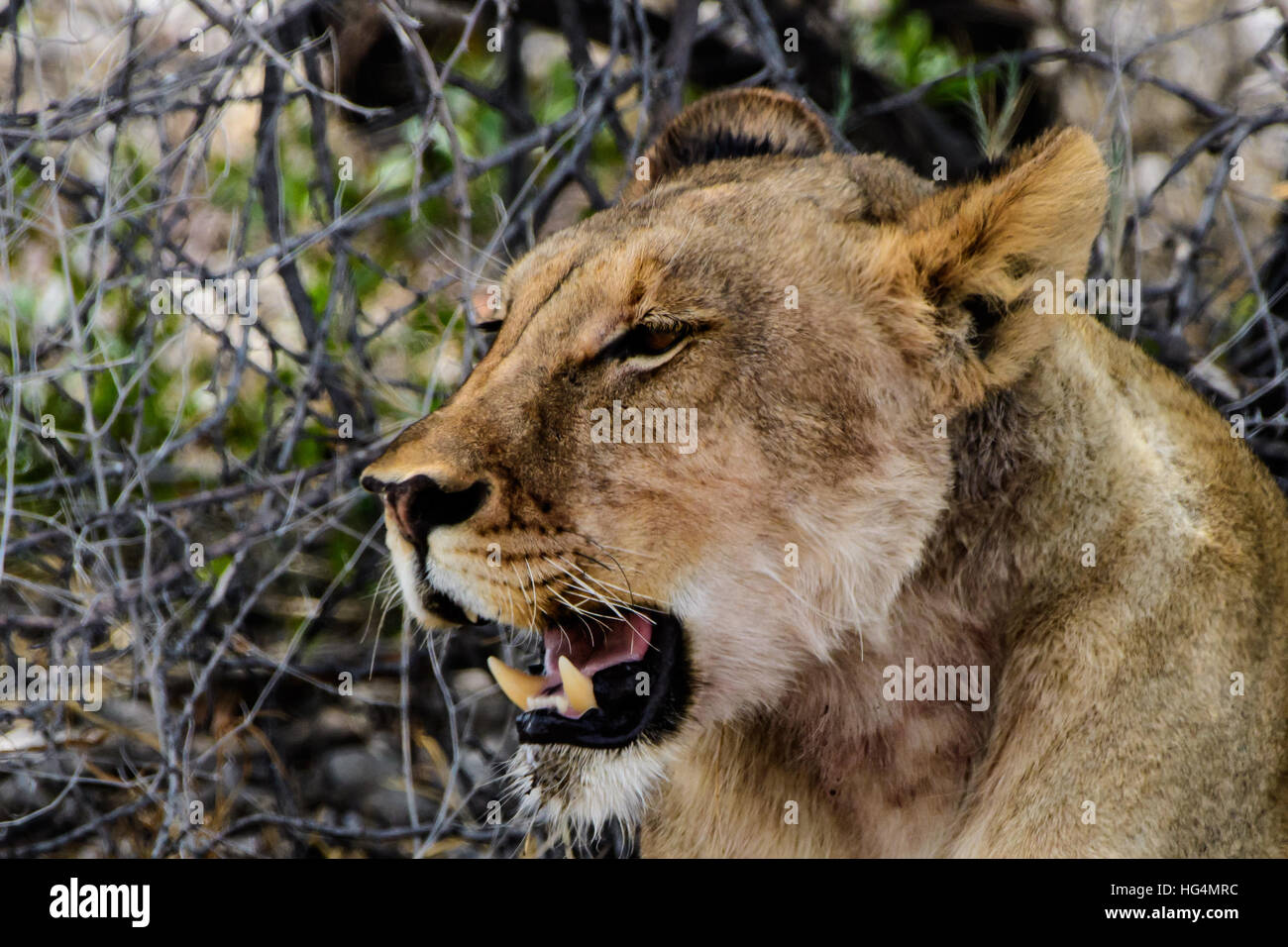 Lioness head hi-res stock photography and images - Alamy