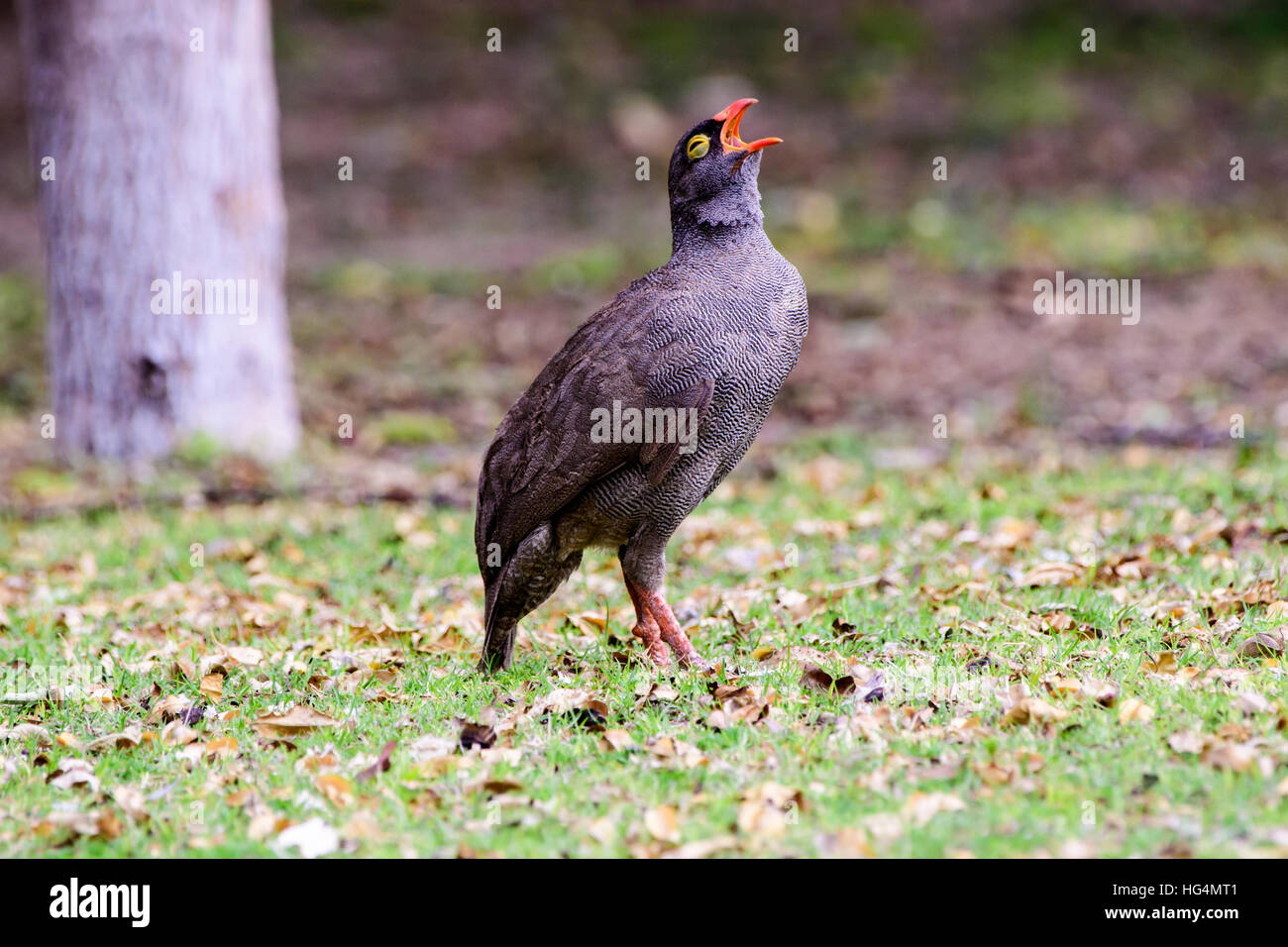 Spurfowl hi-res stock photography and images - Alamy