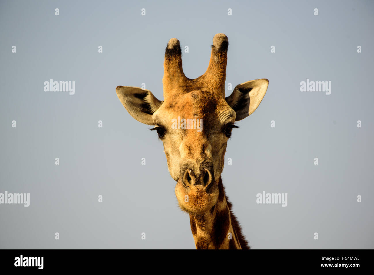Giraffe face hi-res stock photography and images - Alamy