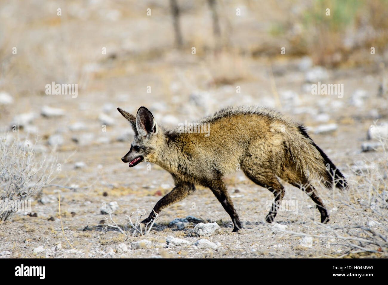 Close up of a bat eared Fox Stock Photo - Alamy