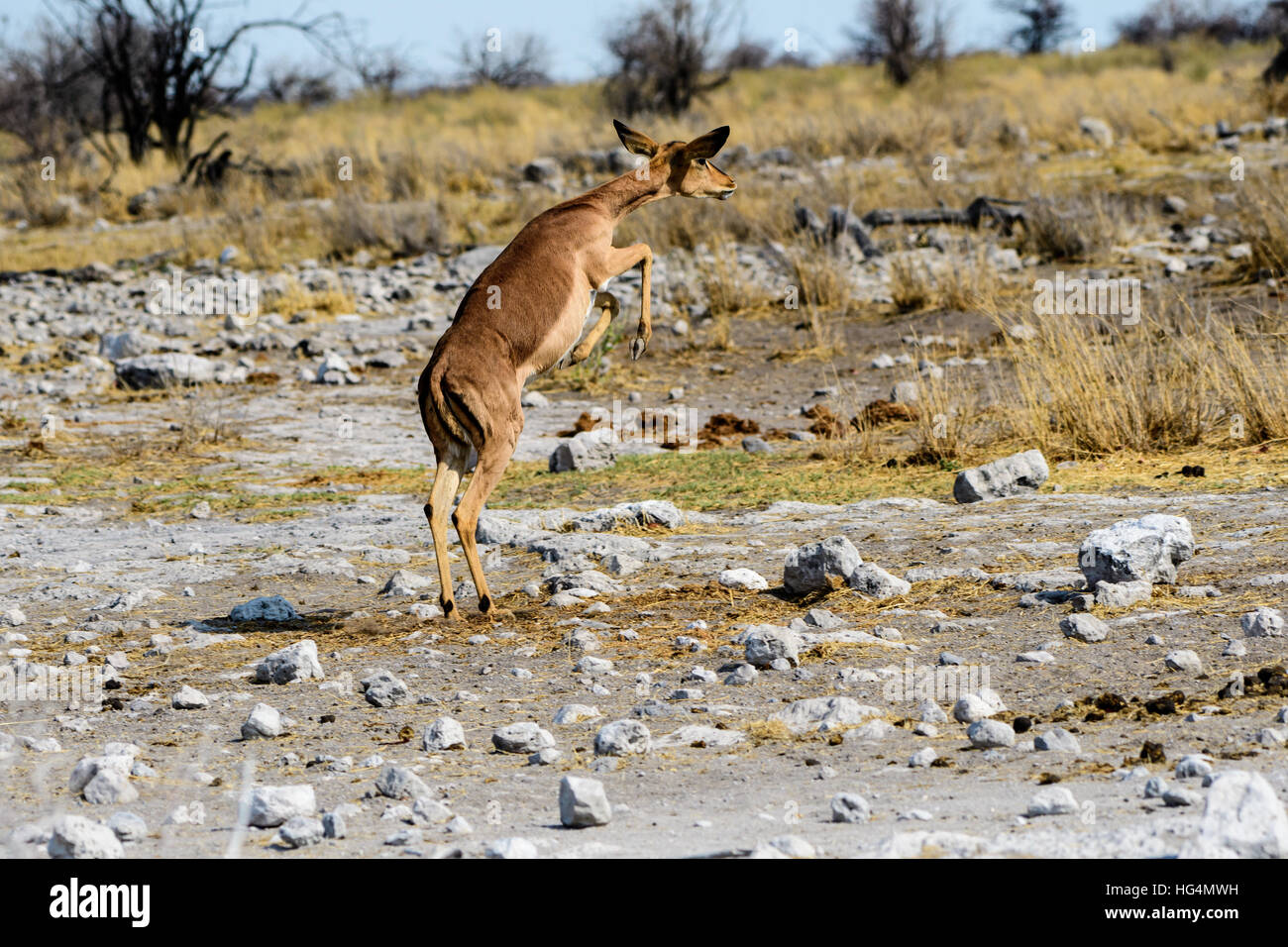 Black faced impala leaping Stock Photo - Alamy