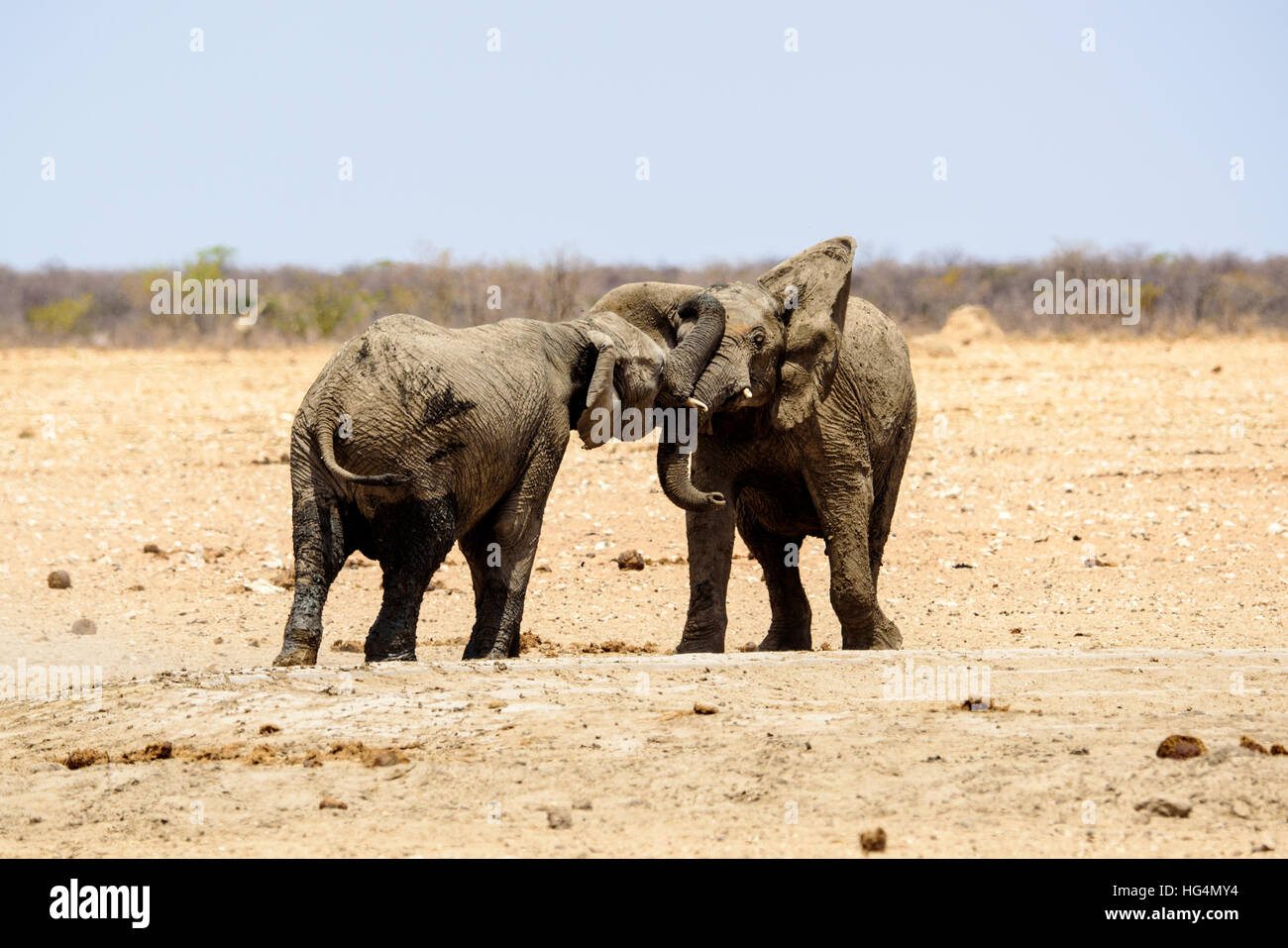 Tussle hi-res stock photography and images - Alamy