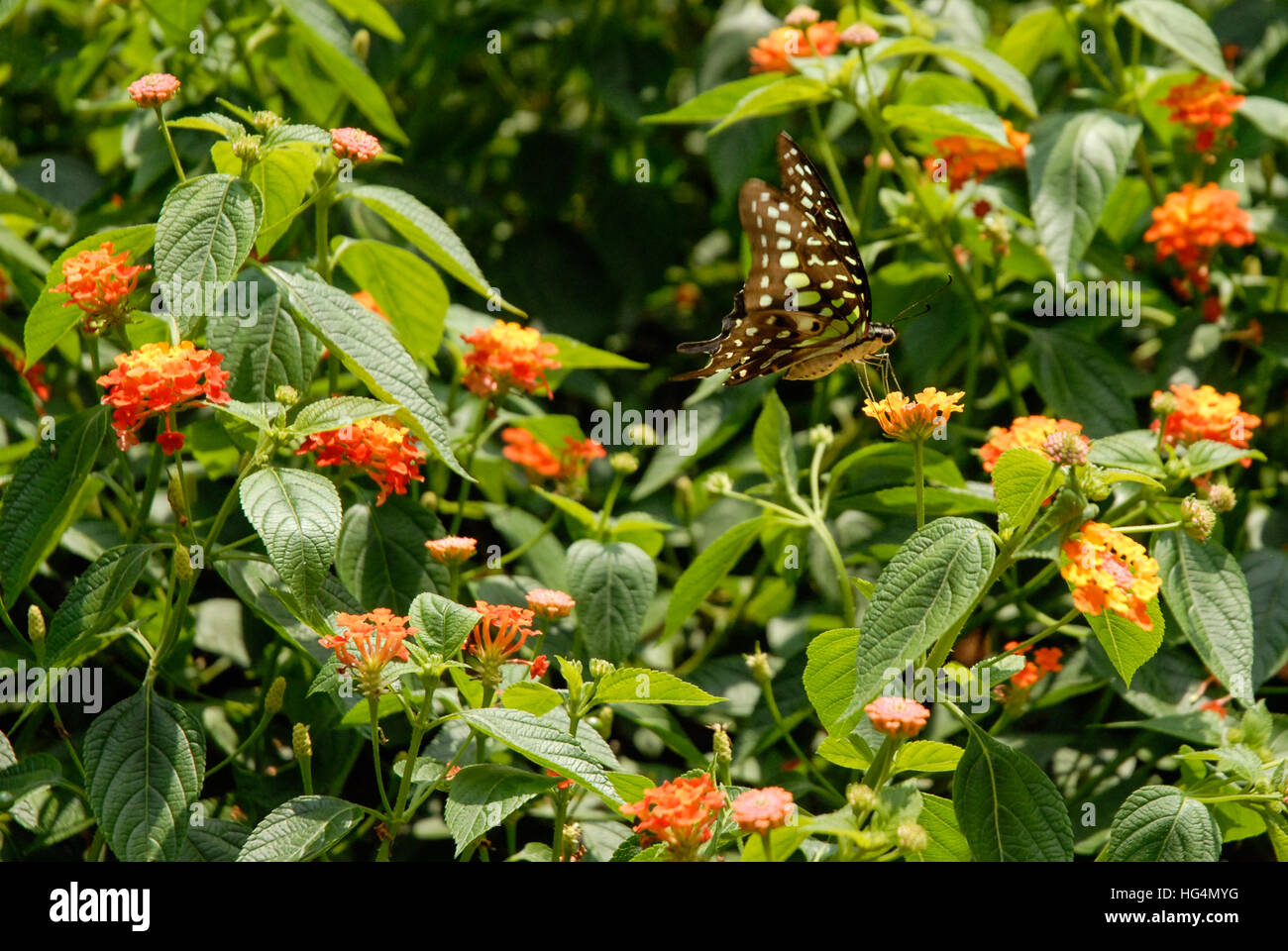 Brown swallowtails butterfly hi-res stock photography and images - Alamy