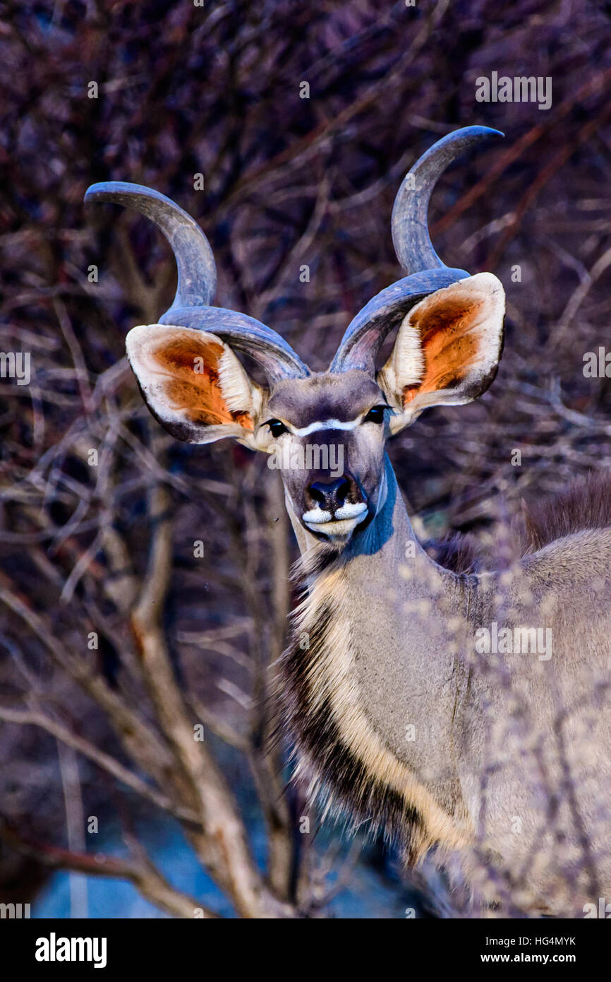Kudu head hi-res stock photography and images - Alamy