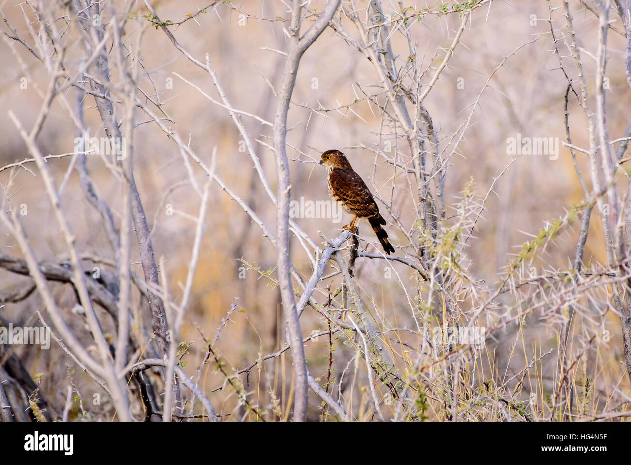 African kestrel hi-res stock photography and images - Alamy