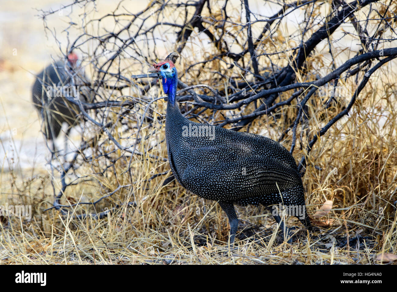 Helmeted Guineafowl foraging Stock Photo - Alamy