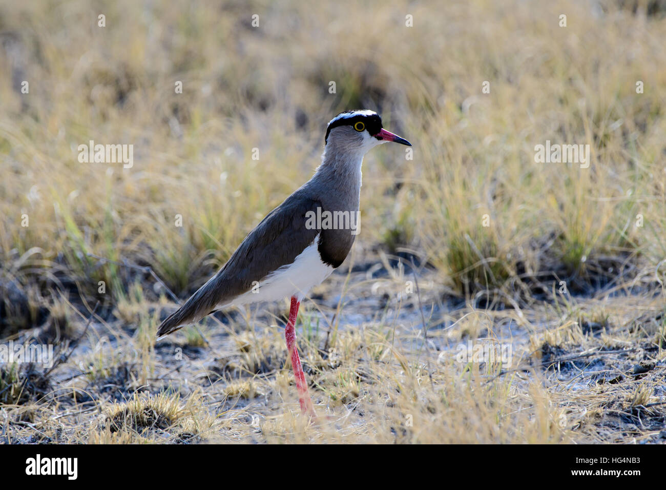 African crowned lapwing hi-res stock photography and images - Alamy