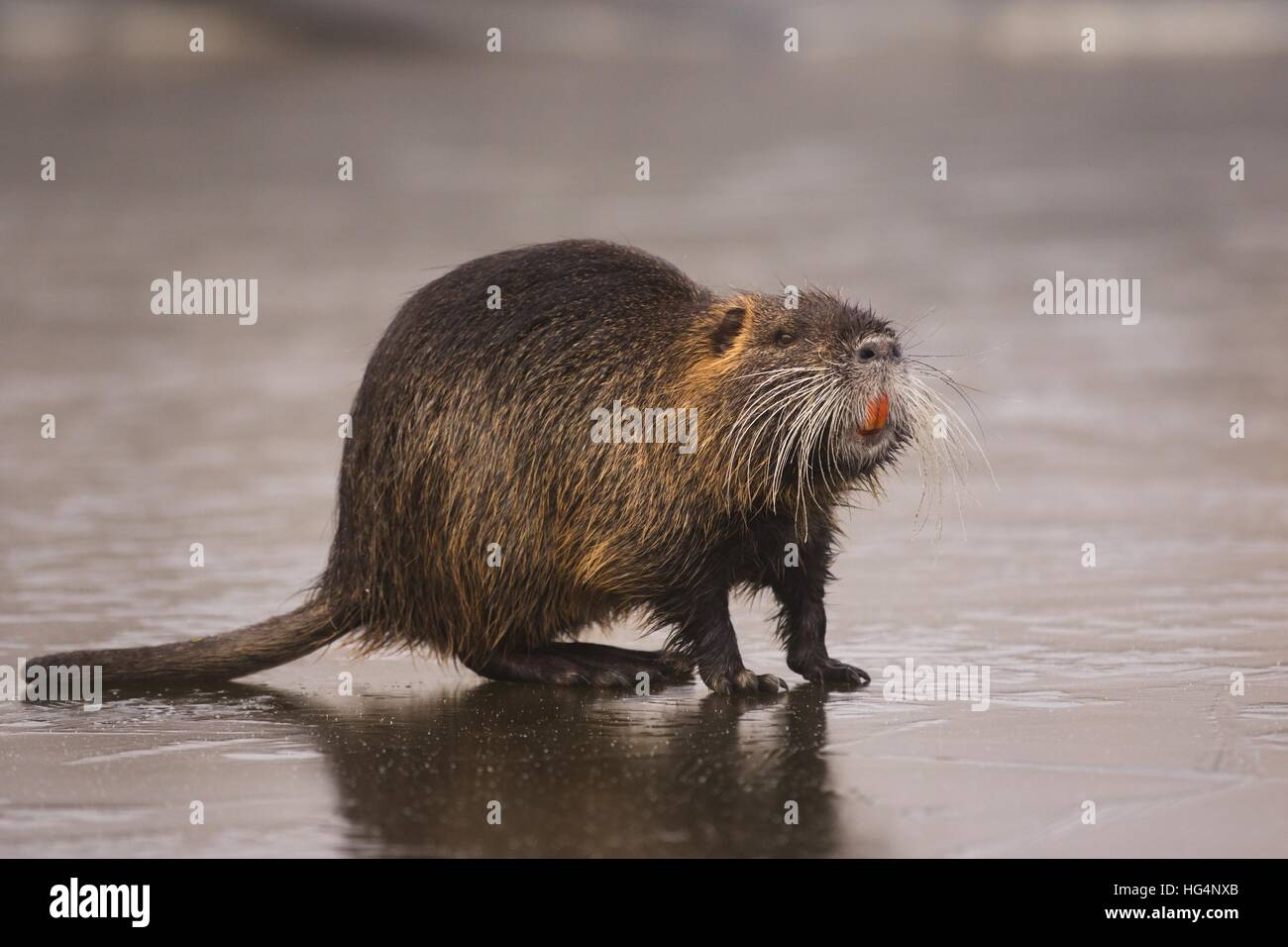 The water rat hi-res stock photography and images - Alamy