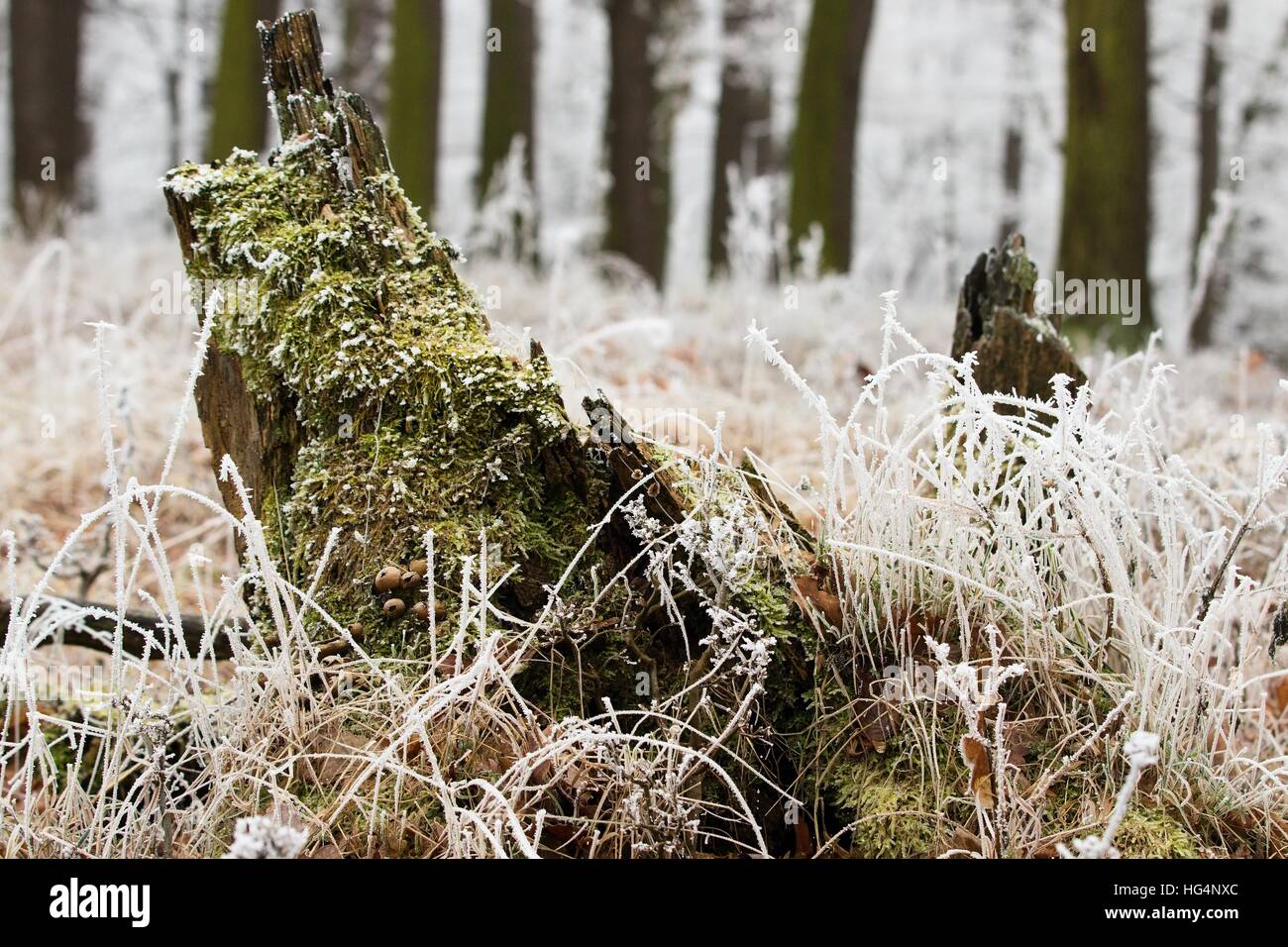 Tree stump with moss and grass hi-res stock photography and images - Alamy