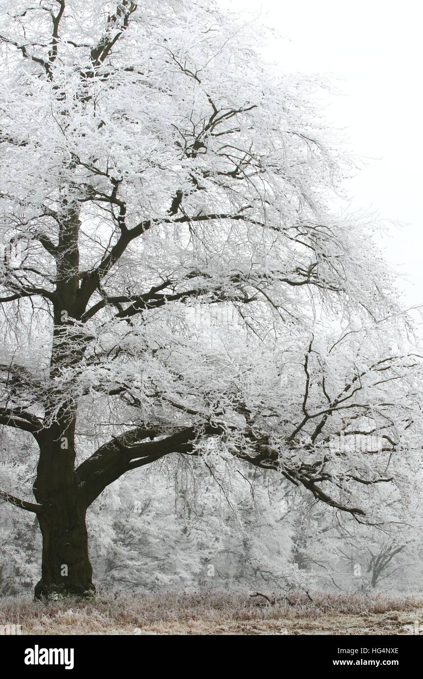 Frozen tree in winter season Stock Photo - Alamy
