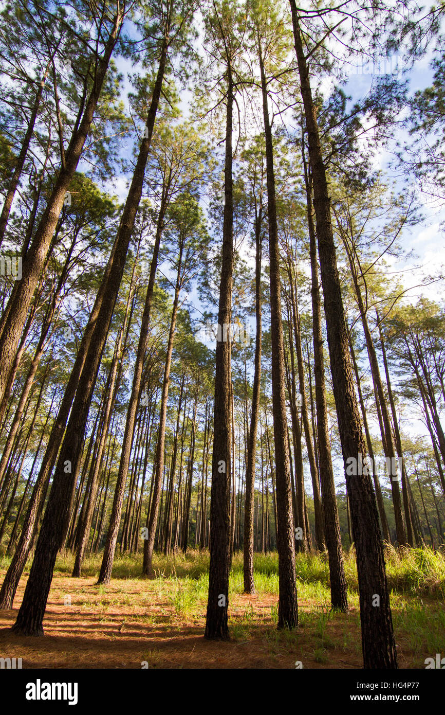 National tree of thailand hi-res stock photography and images - Alamy