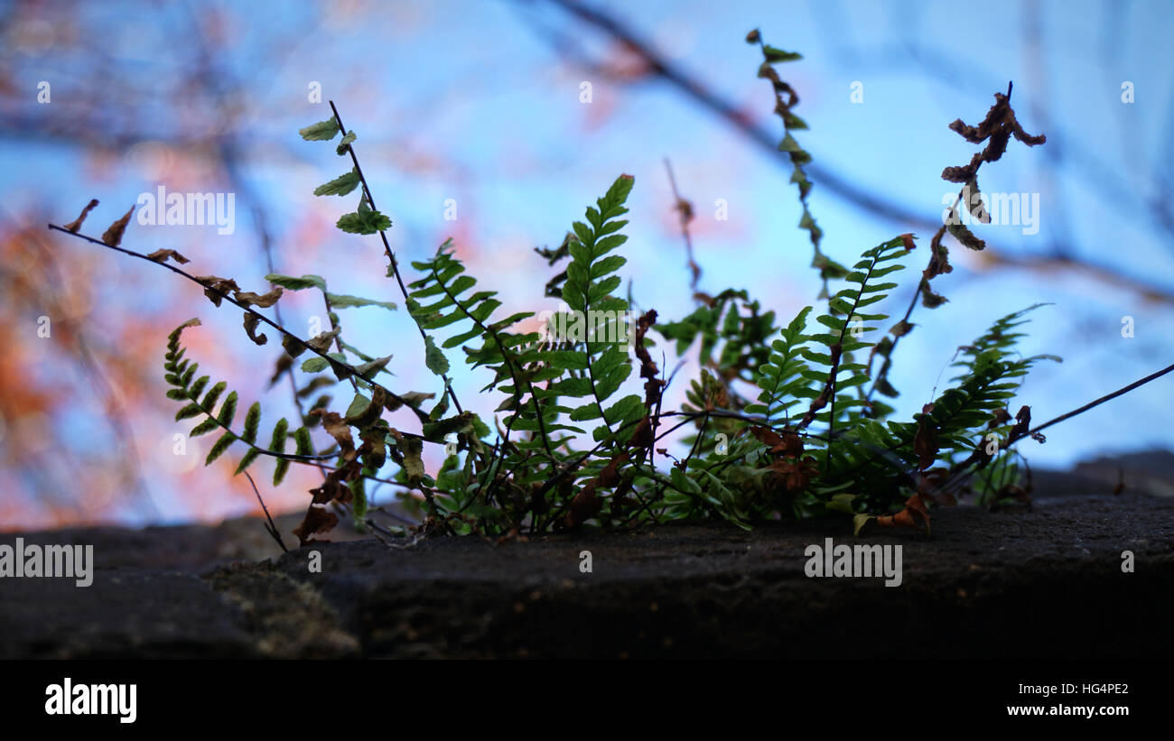 Low Growing Garden Shrubs High Resolution Stock Photography and Images ...
