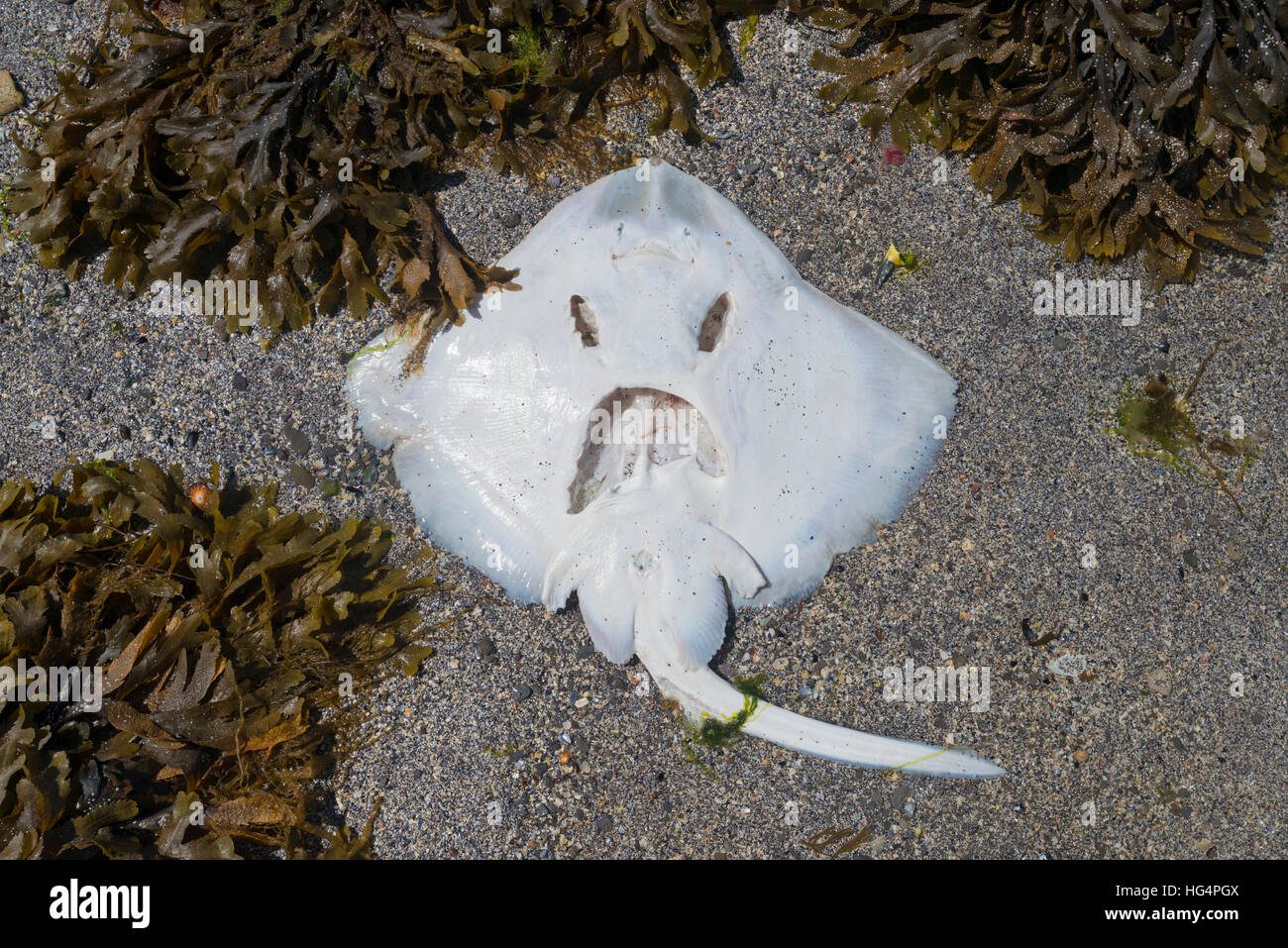 A dead Thornback Ray with the appearance of a sad ghost, washed up on a ...