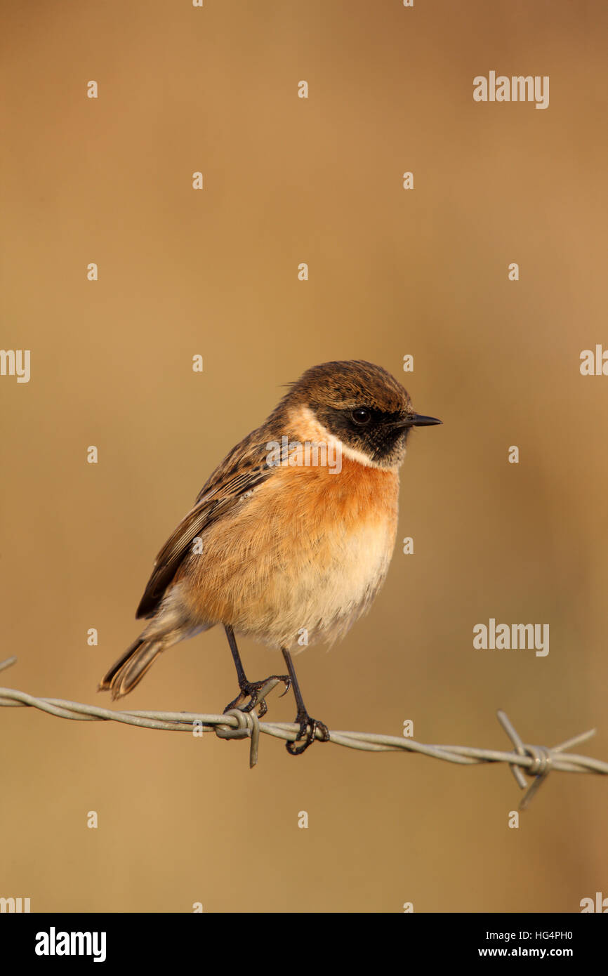 European Stonechat Saxicola rubicola hibernans winter plumage male ...