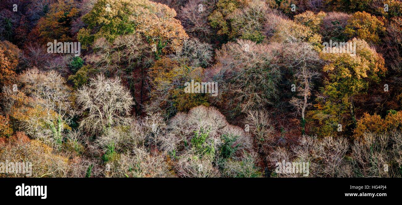 A panoramic landscape of tree tops showing vibrant autumn, fall, colour ...